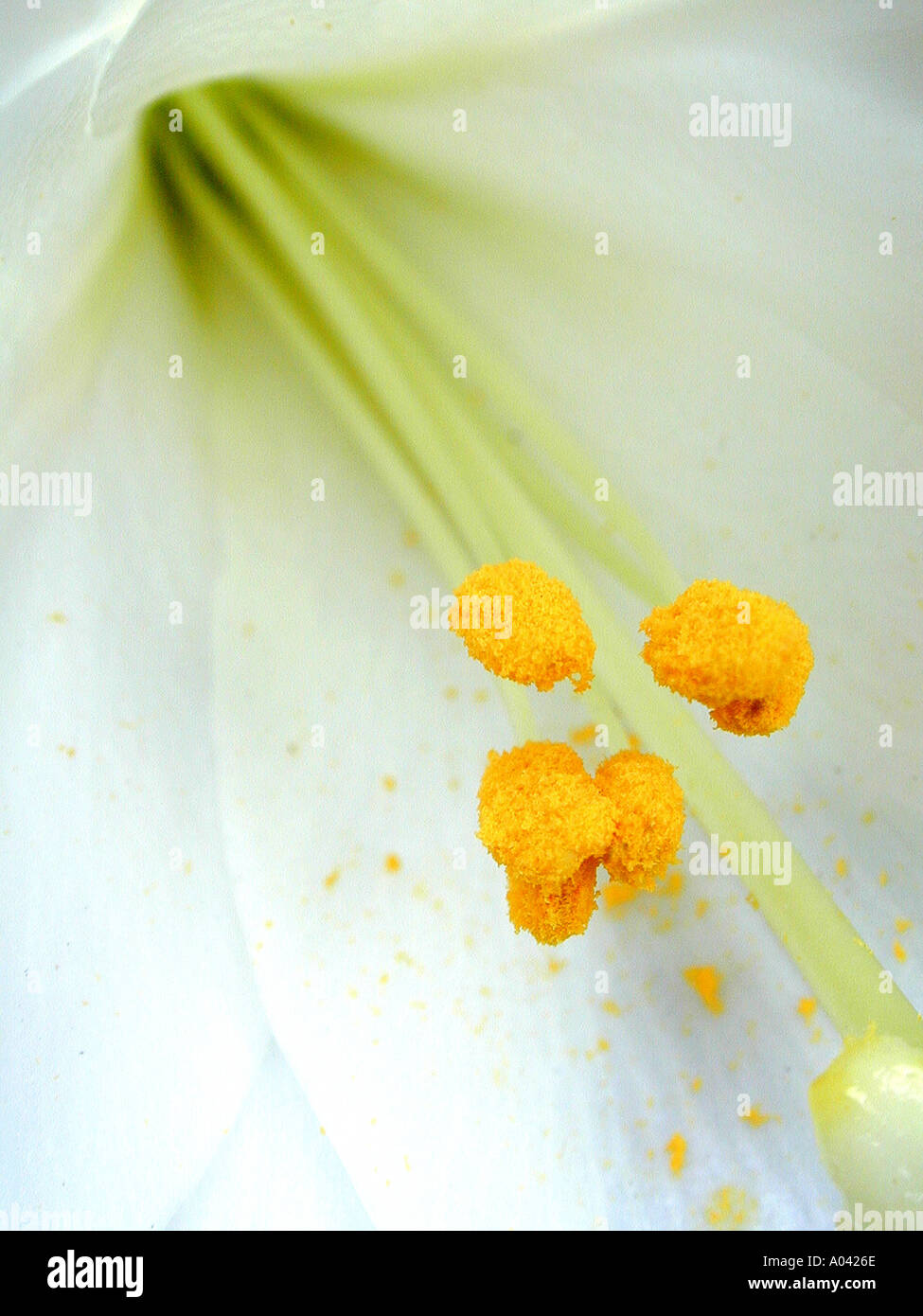 White Lily with laden stamens of pollen Stock Photo - Alamy