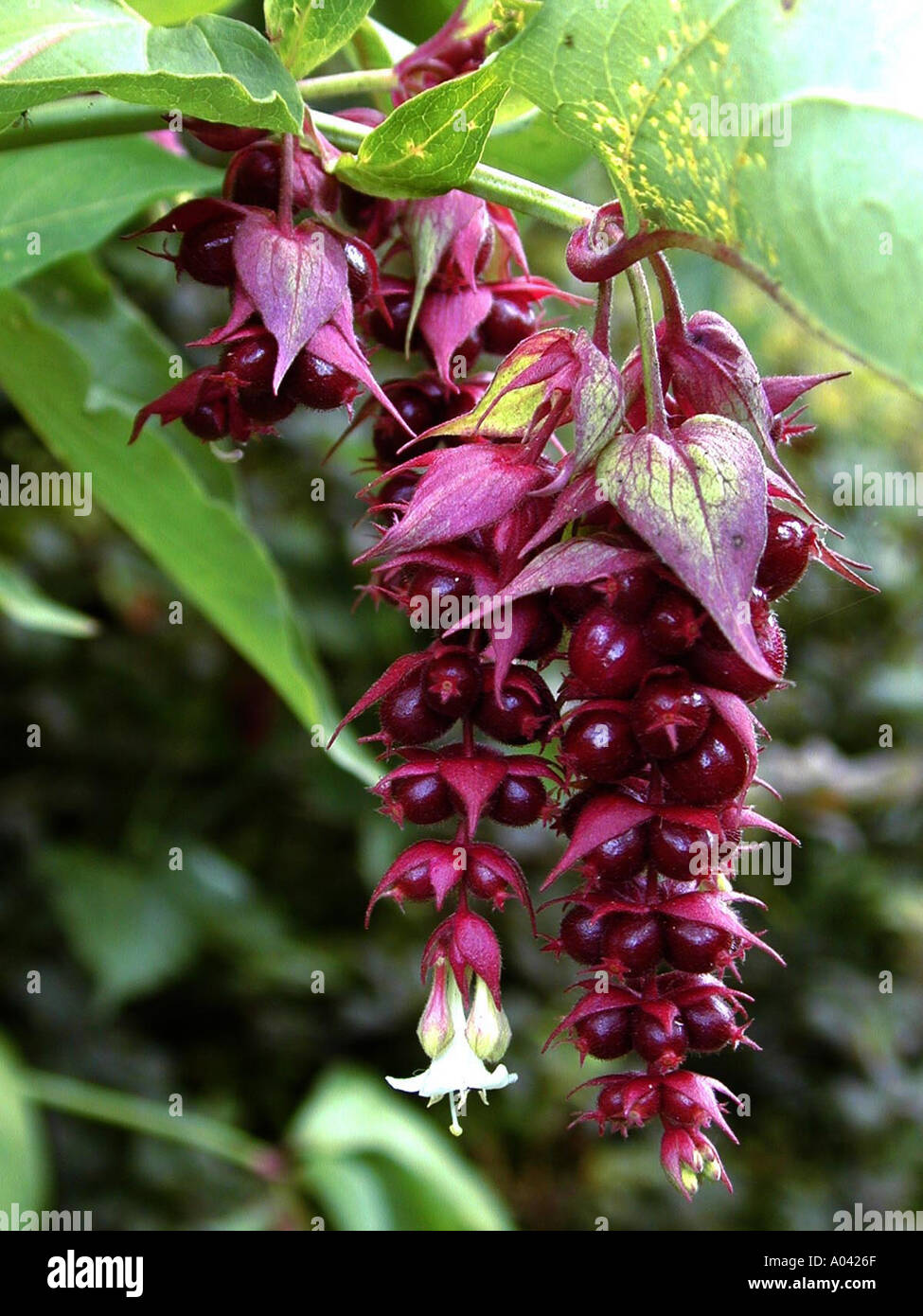 Leycesteria formosana pheasant berry Stock Photo - Alamy