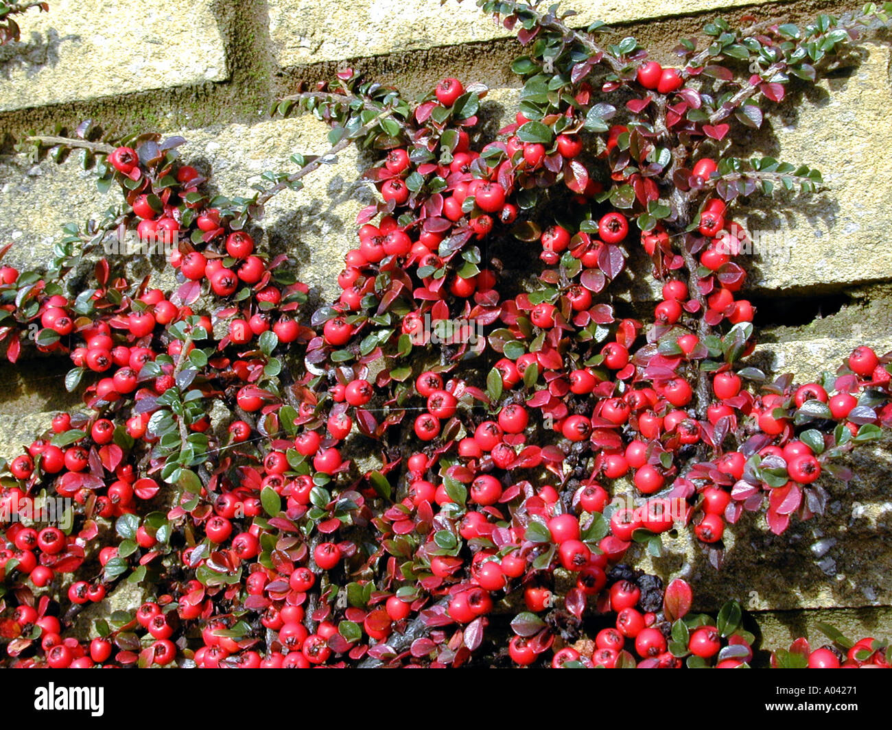Wall cotoneaster cotoneaster horizontalis hi-res stock photography and ...