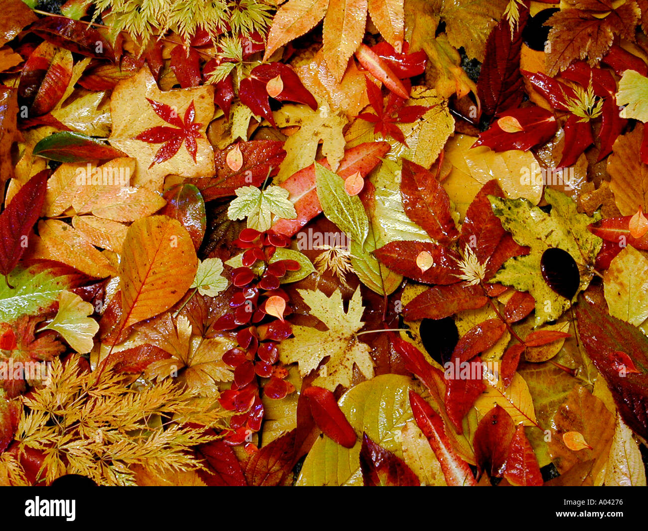 Autumn Leaf carpet Stock Photo - Alamy