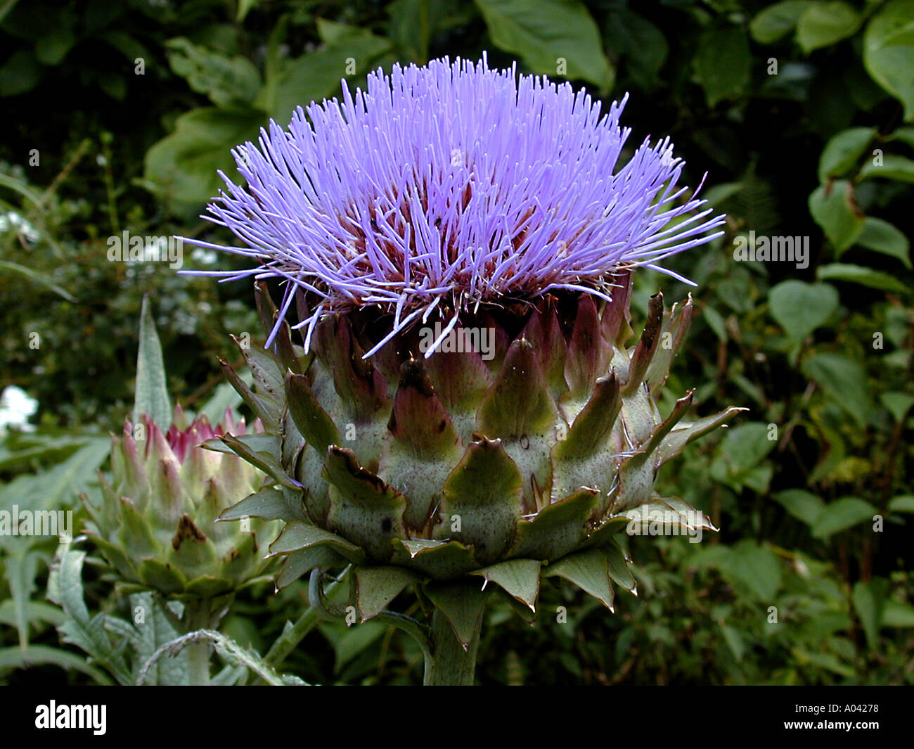 Cardoon border hi-res stock photography and images - Alamy