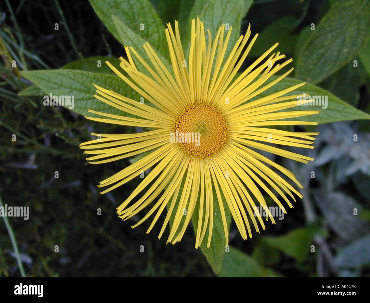 Inula Magnifica High Resolution Stock Photography and Images - Alamy