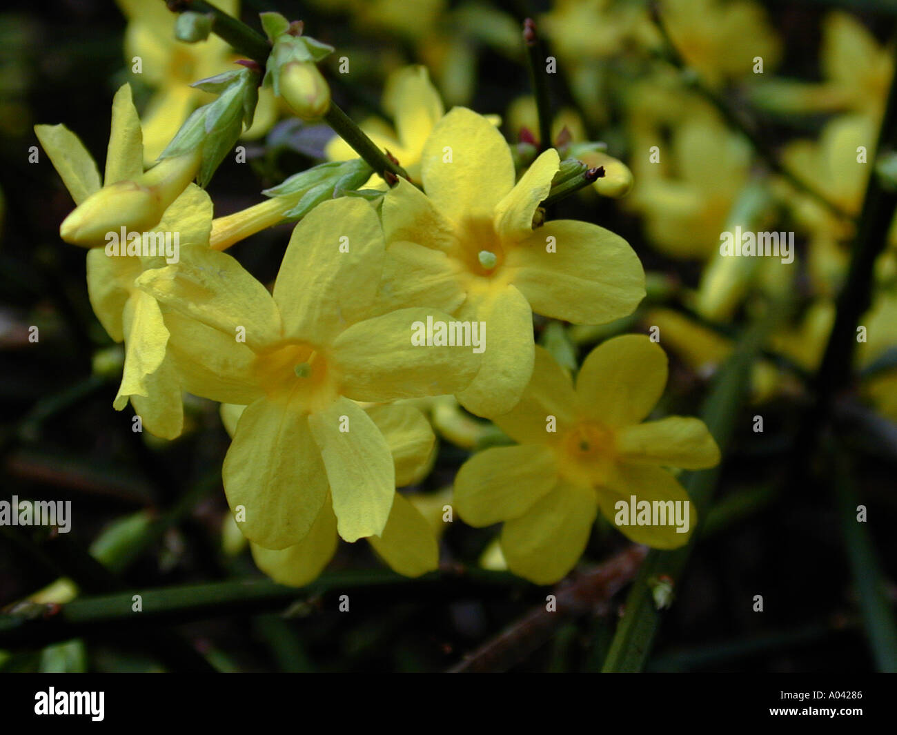 Jasminum nudiflorum Winter Jasmine flowers Stock Photo - Alamy