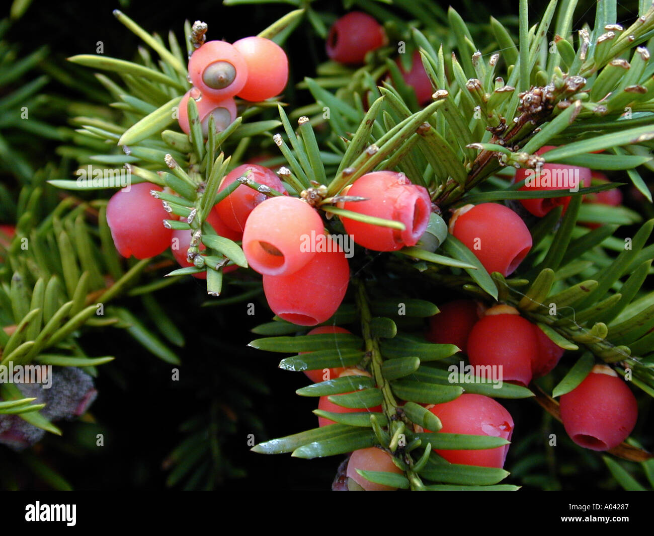 Taxus baccata Common Yew with berries Stock Photo - Alamy