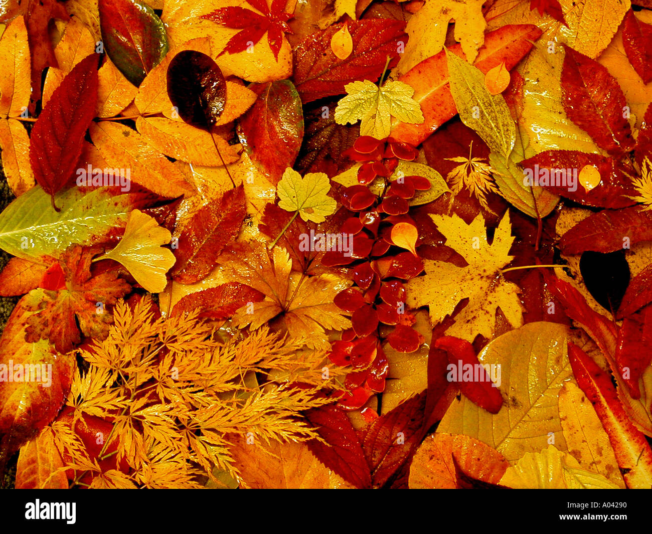 Autumn Leaf carpet Stock Photo - Alamy