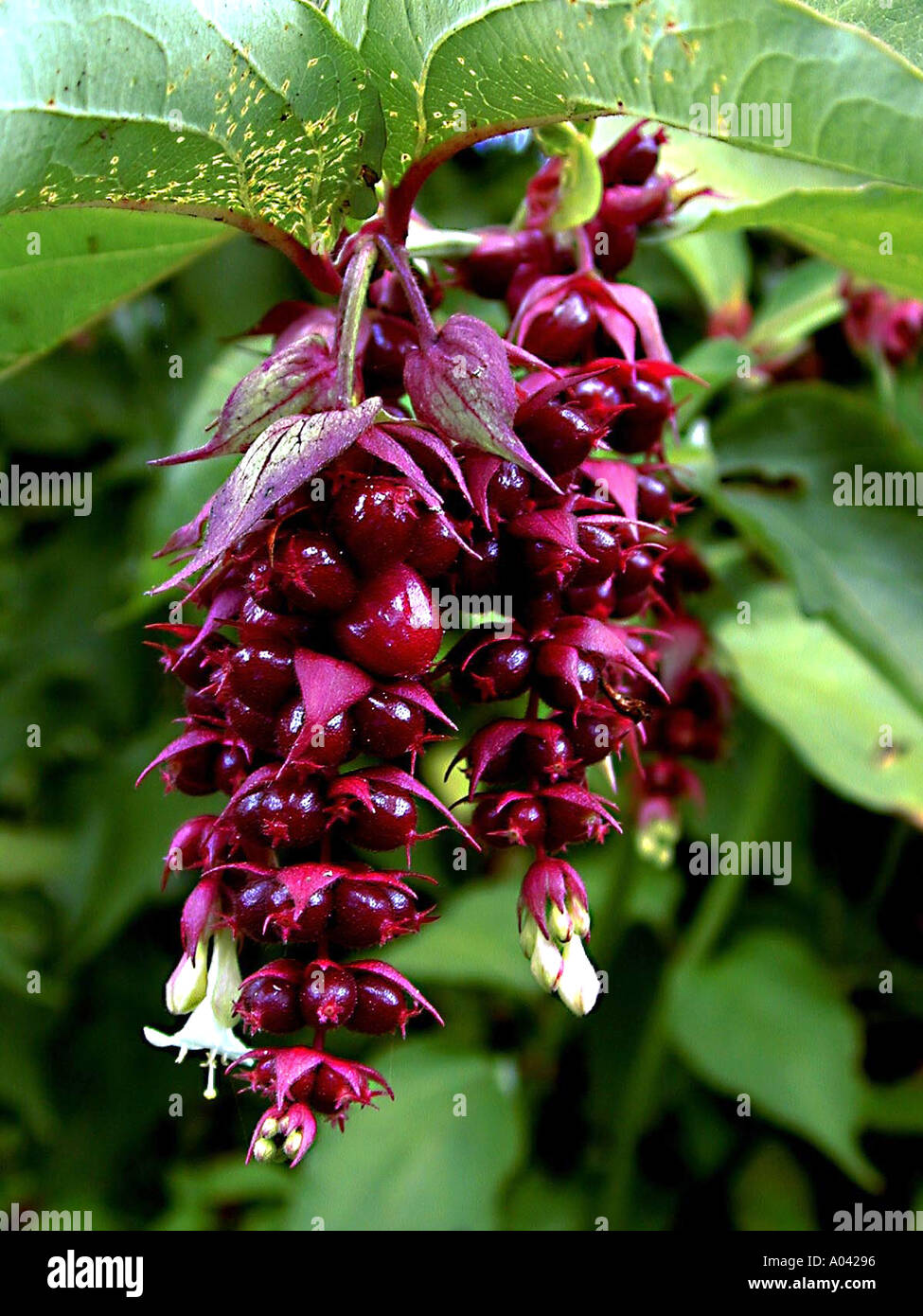 Leycesteria formosana berries Stock Photo - Alamy