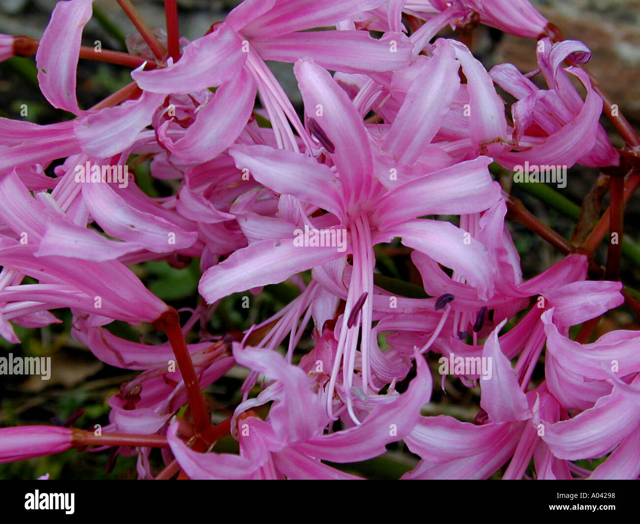 Nerine border hi-res stock photography and images - Alamy