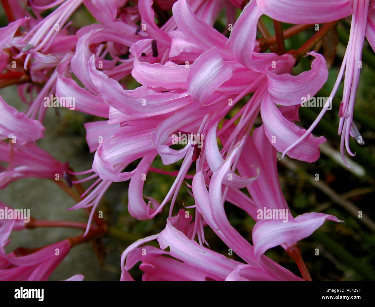 Nerine flowers hi-res stock photography and images - Alamy