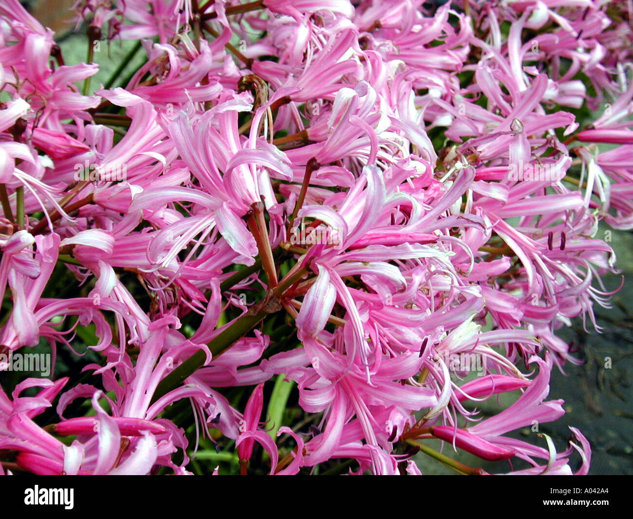 Nerine bowdenii flowers Stock Photo - Alamy