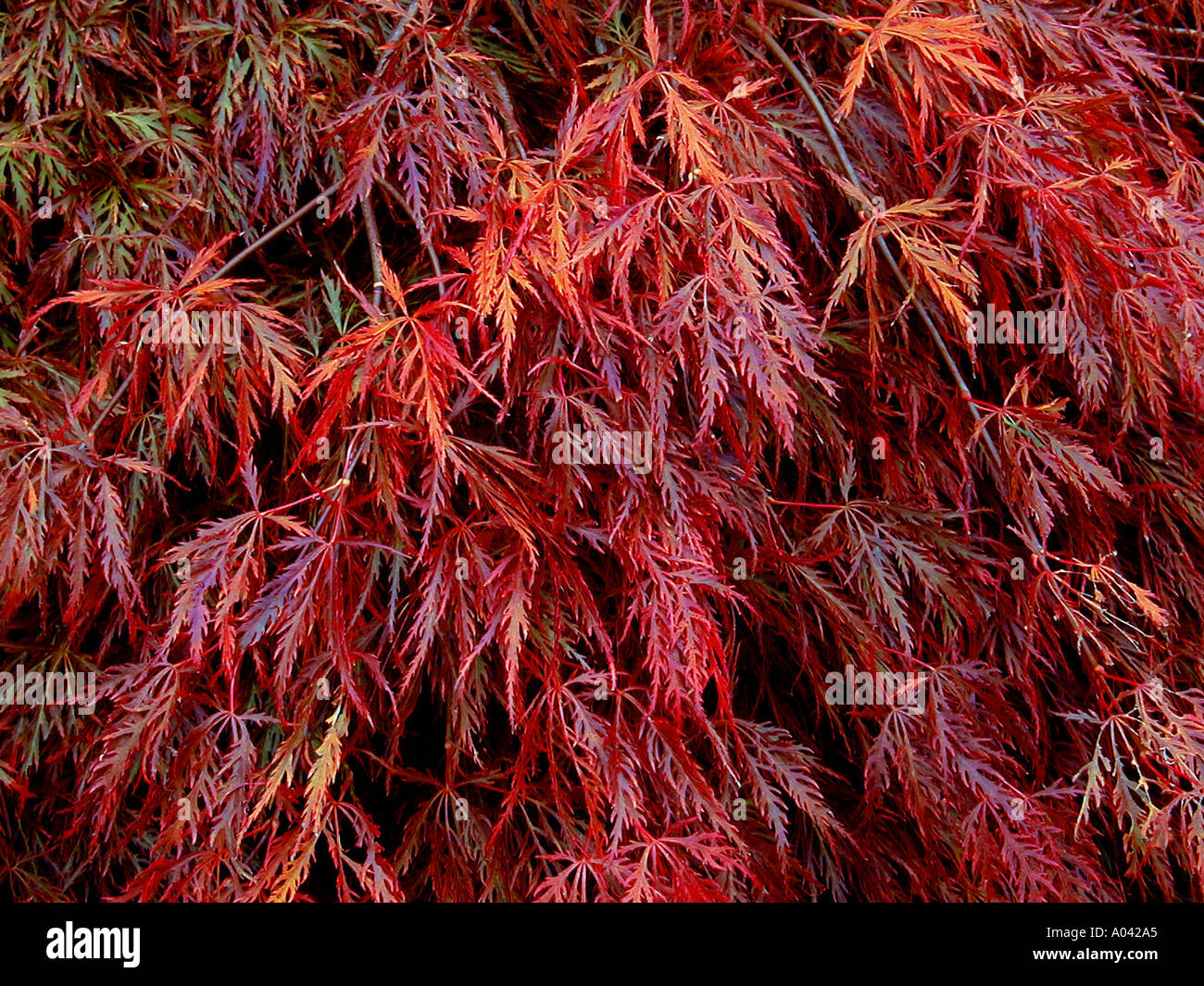 Acer palmatum dissectum atropurpureum hi-res stock photography and ...