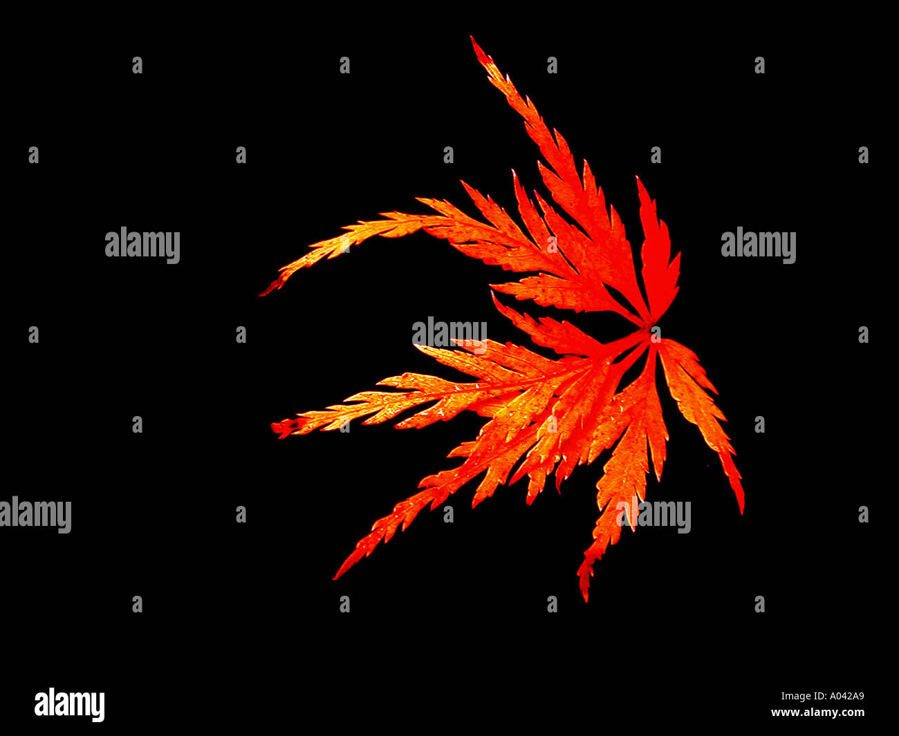 Japanese maple leaf foliage Stock Photo - Alamy