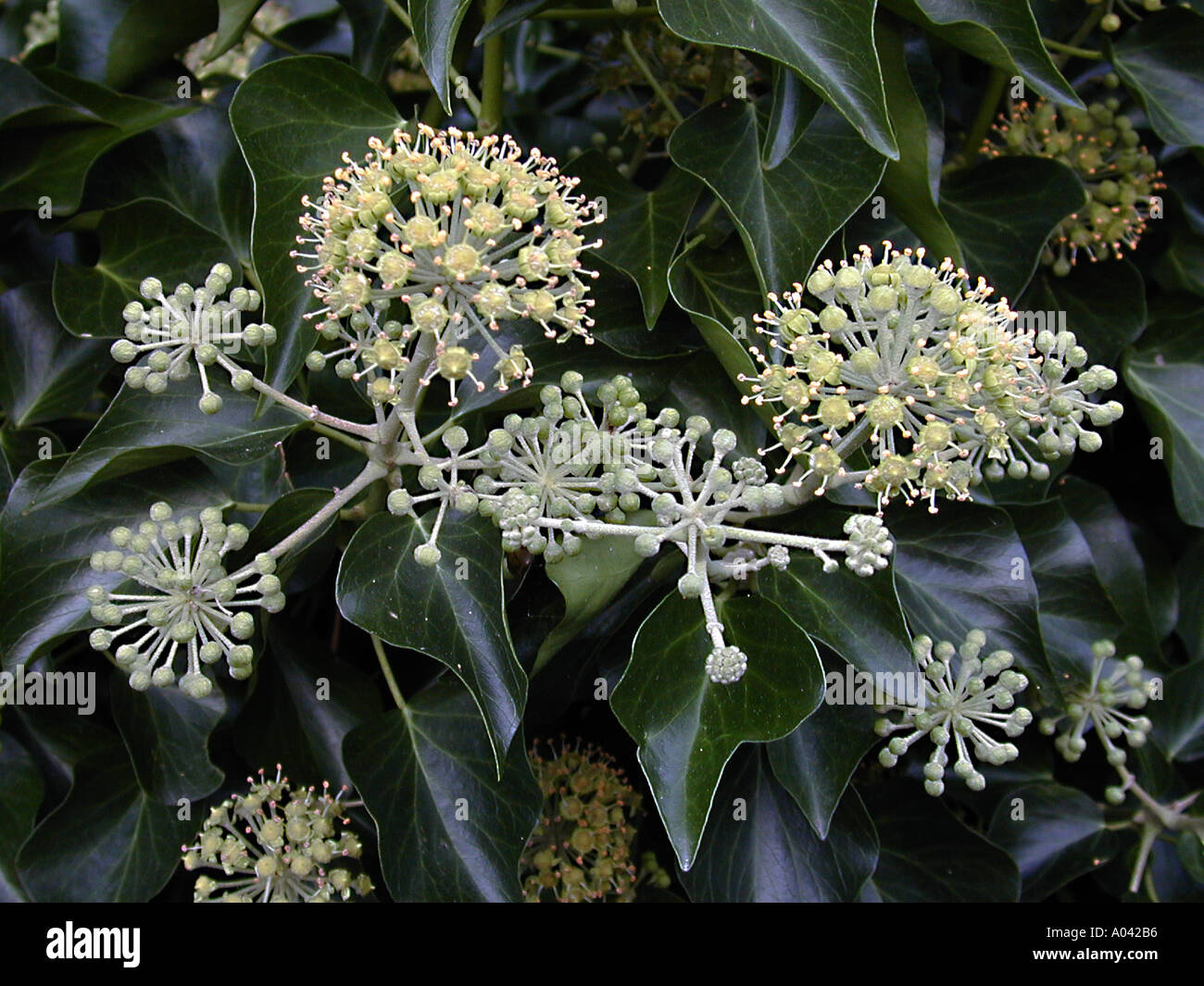 Hedera helix in flower Common Ivy Stock Photo - Alamy