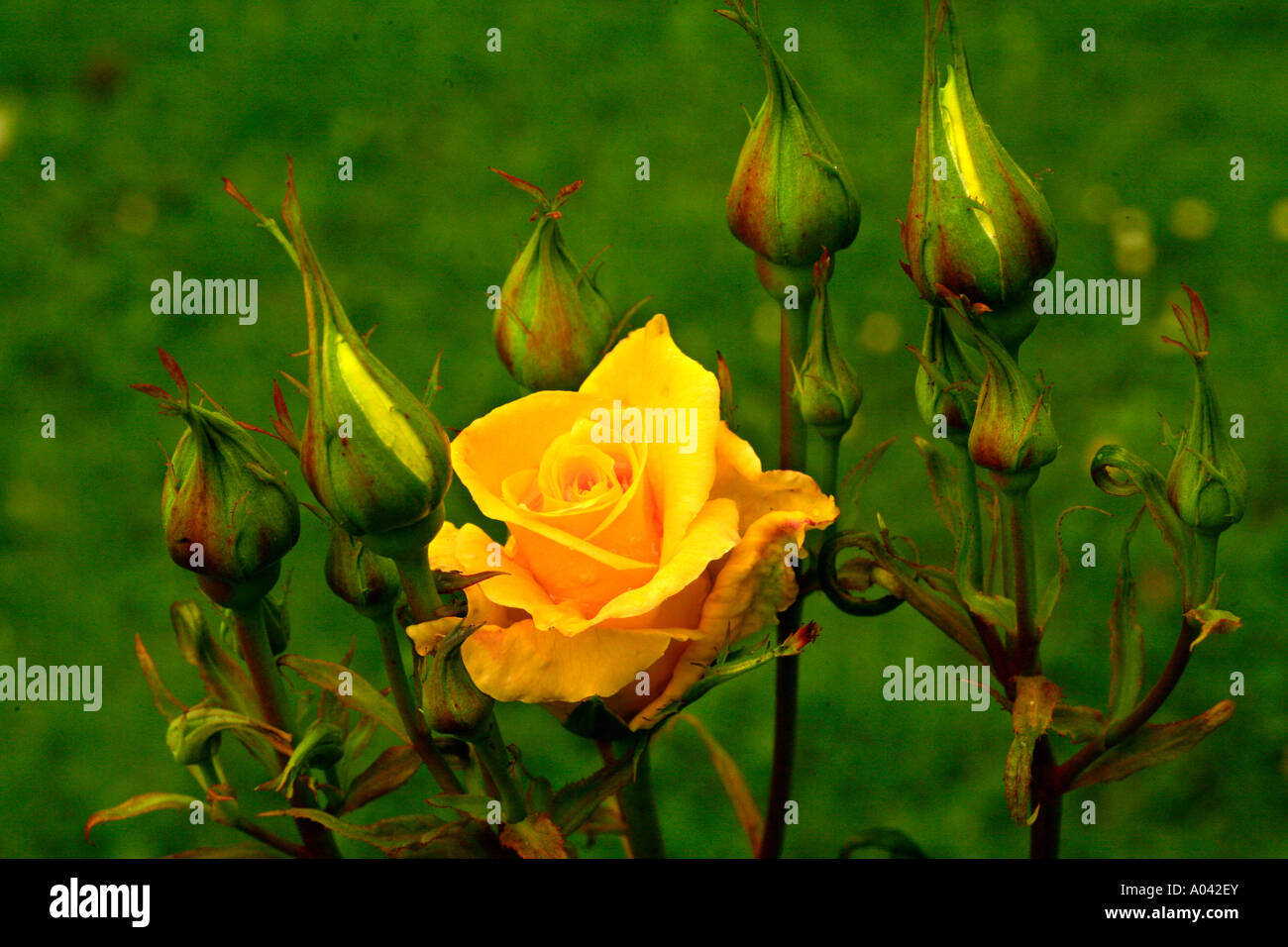 Yellow rosebuds hi-res stock photography and images - Alamy