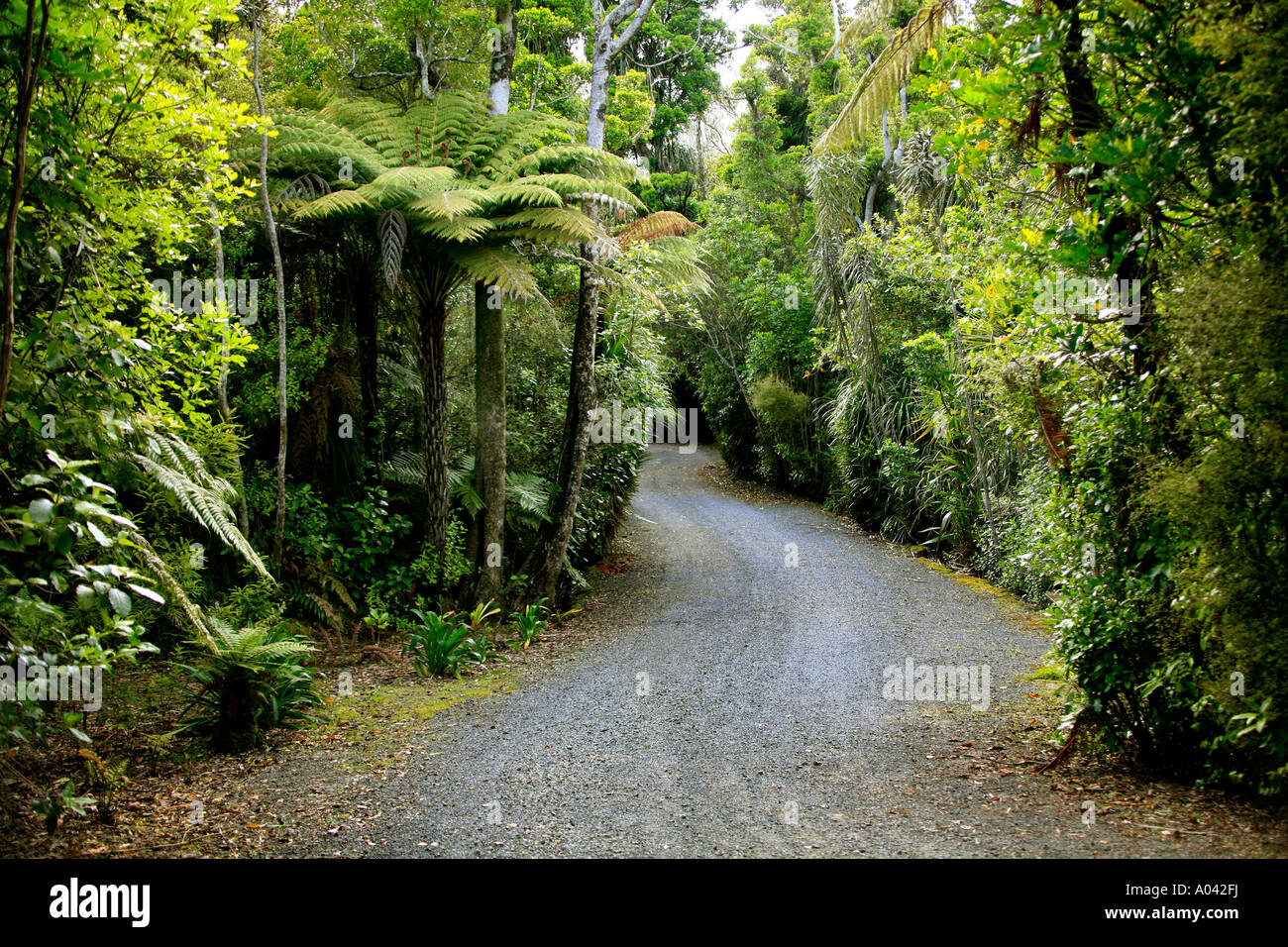 A walk in the New Zealand bush Stock Photo - Alamy