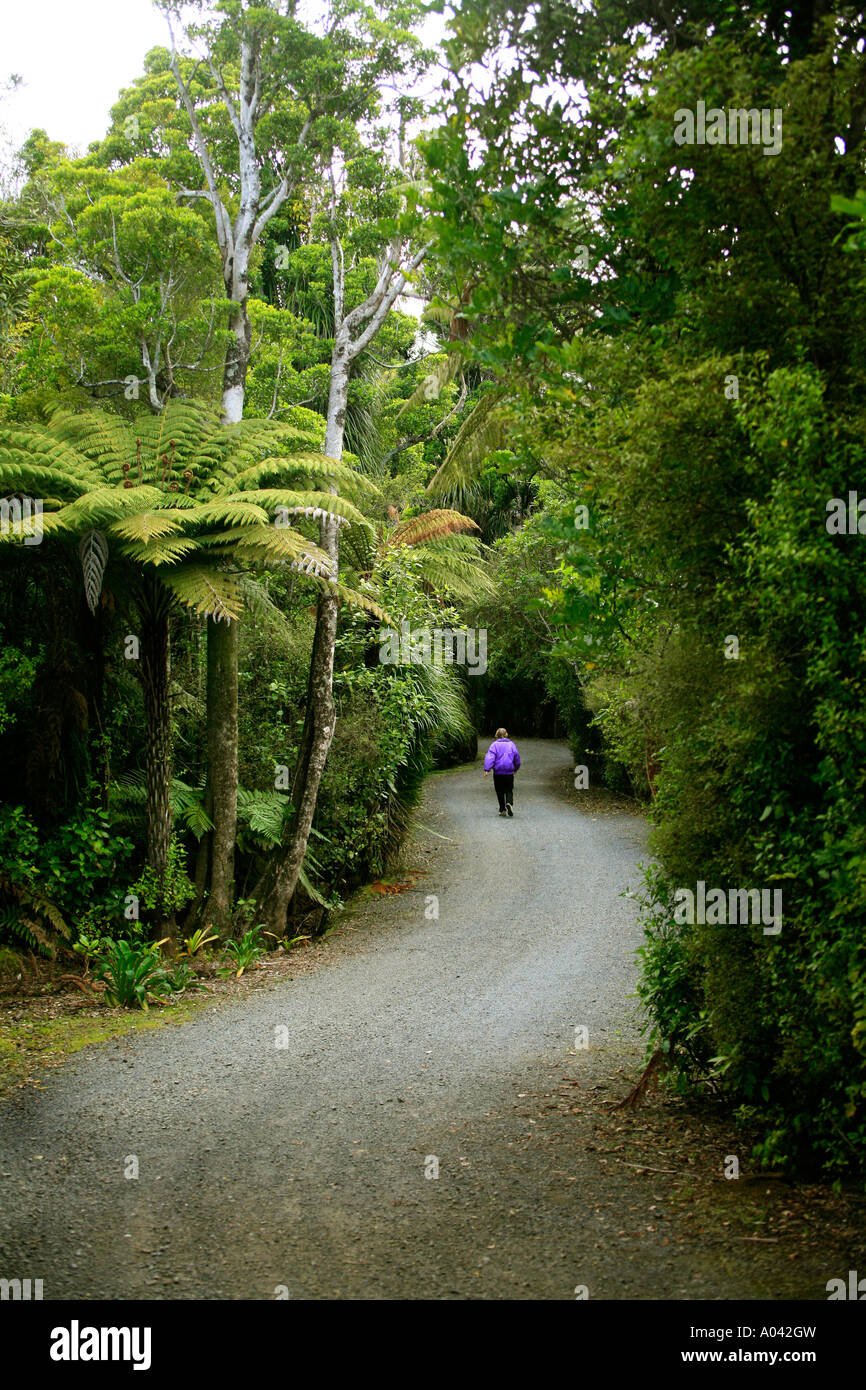 A walk in the New Zealand bush Stock Photo - Alamy