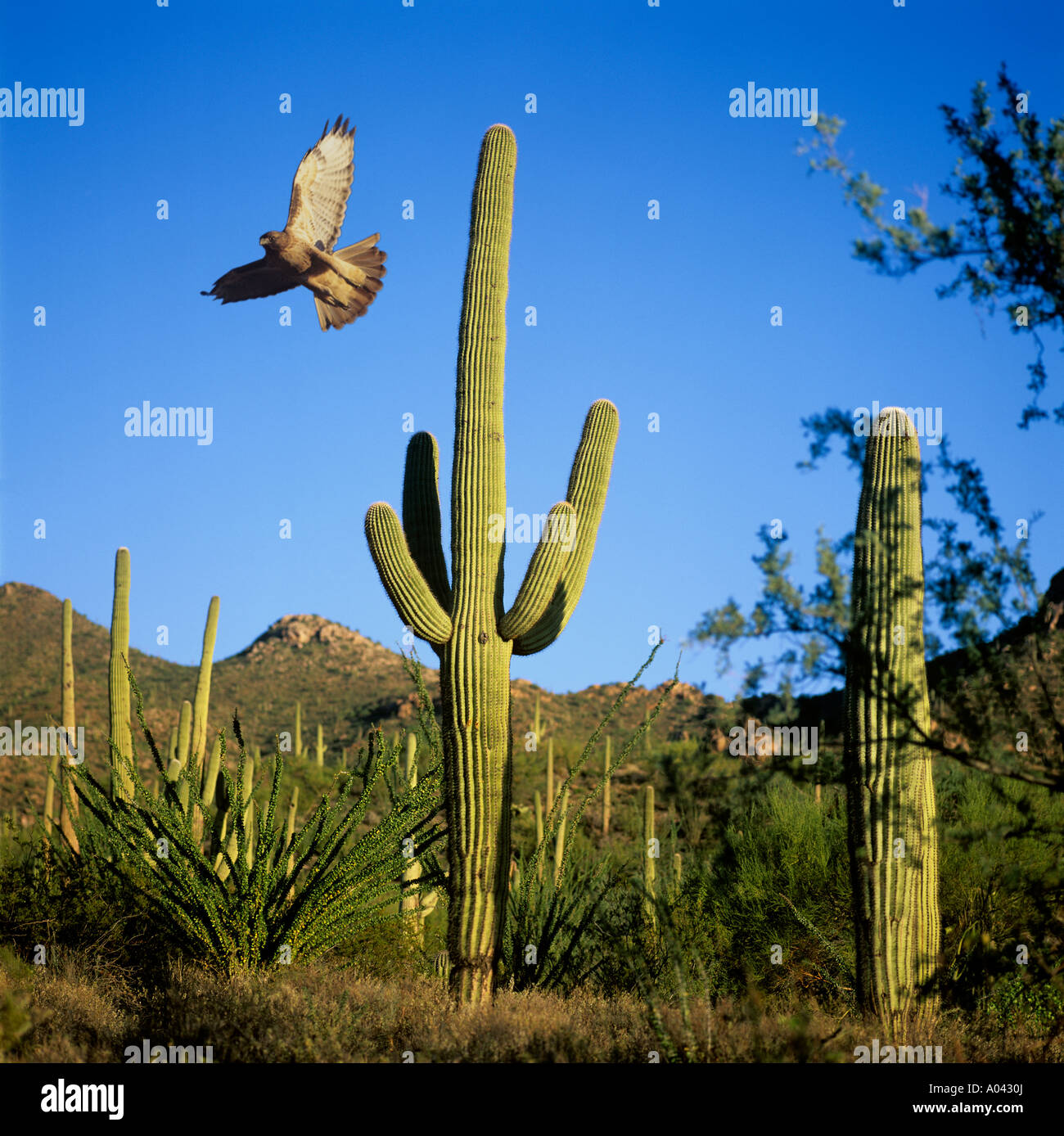 Wide open scene in arizona hi-res stock photography and images - Alamy