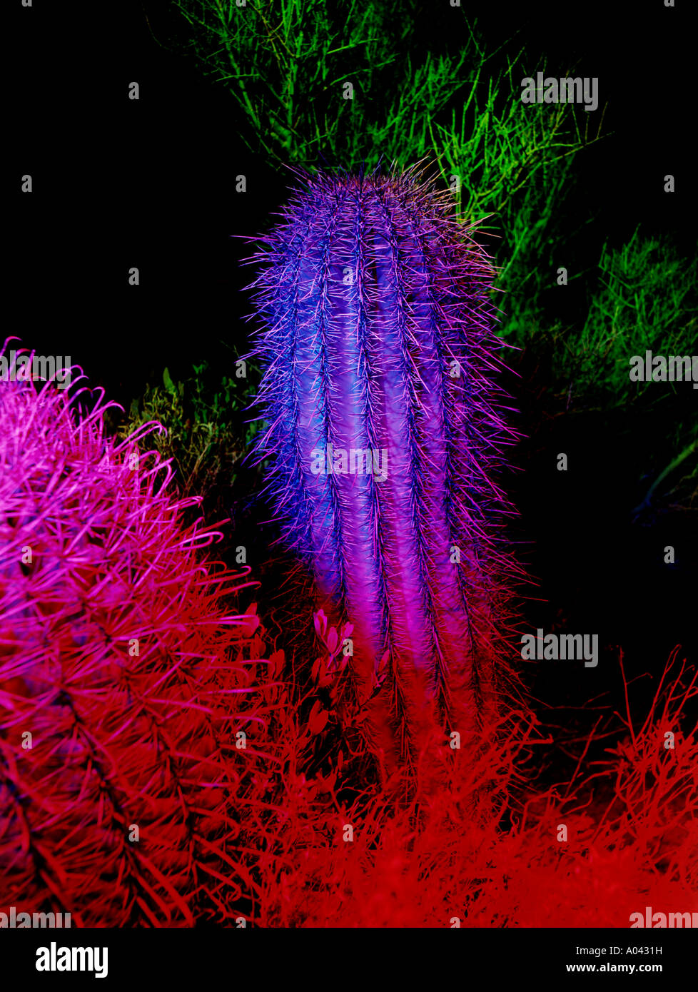 Focused cactus hi-res stock photography and images - Alamy