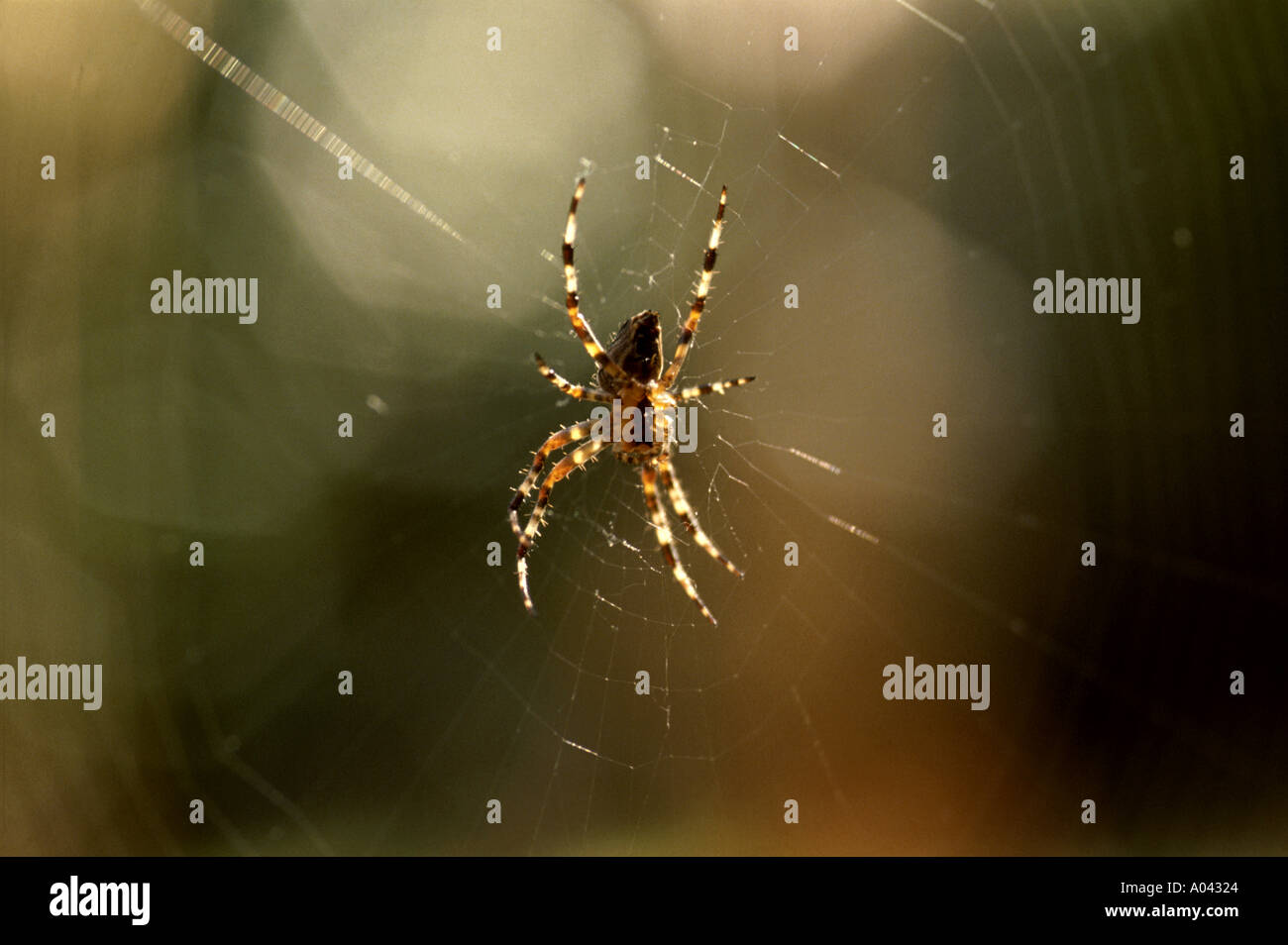 Spider in Web Stock Photo - Alamy