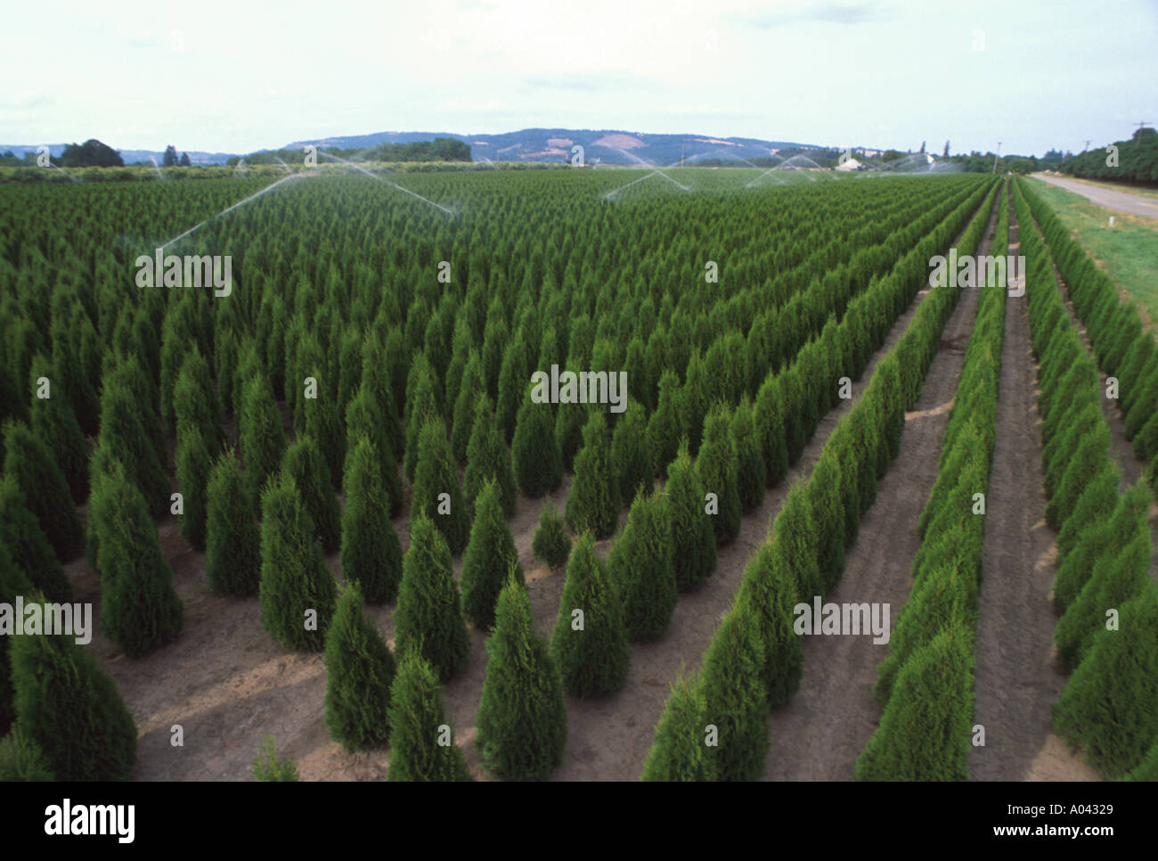 Christmas Tree Farm Stock Photo - Alamy