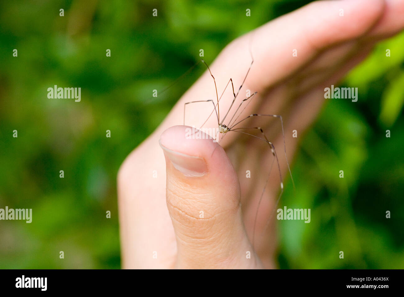 Spider smith hi-res stock photography and images - Alamy
