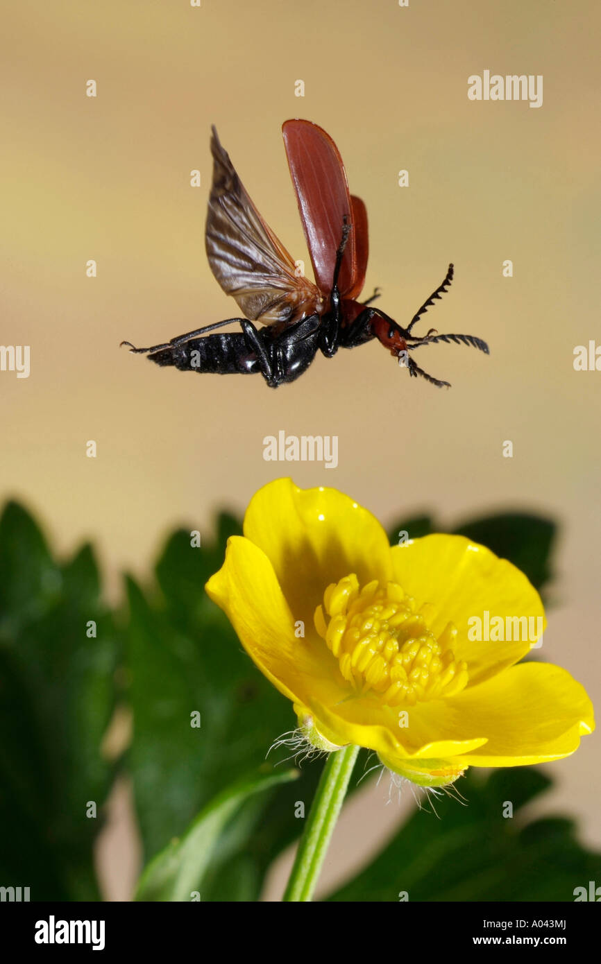 Red headed beetle hi-res stock photography and images - Alamy