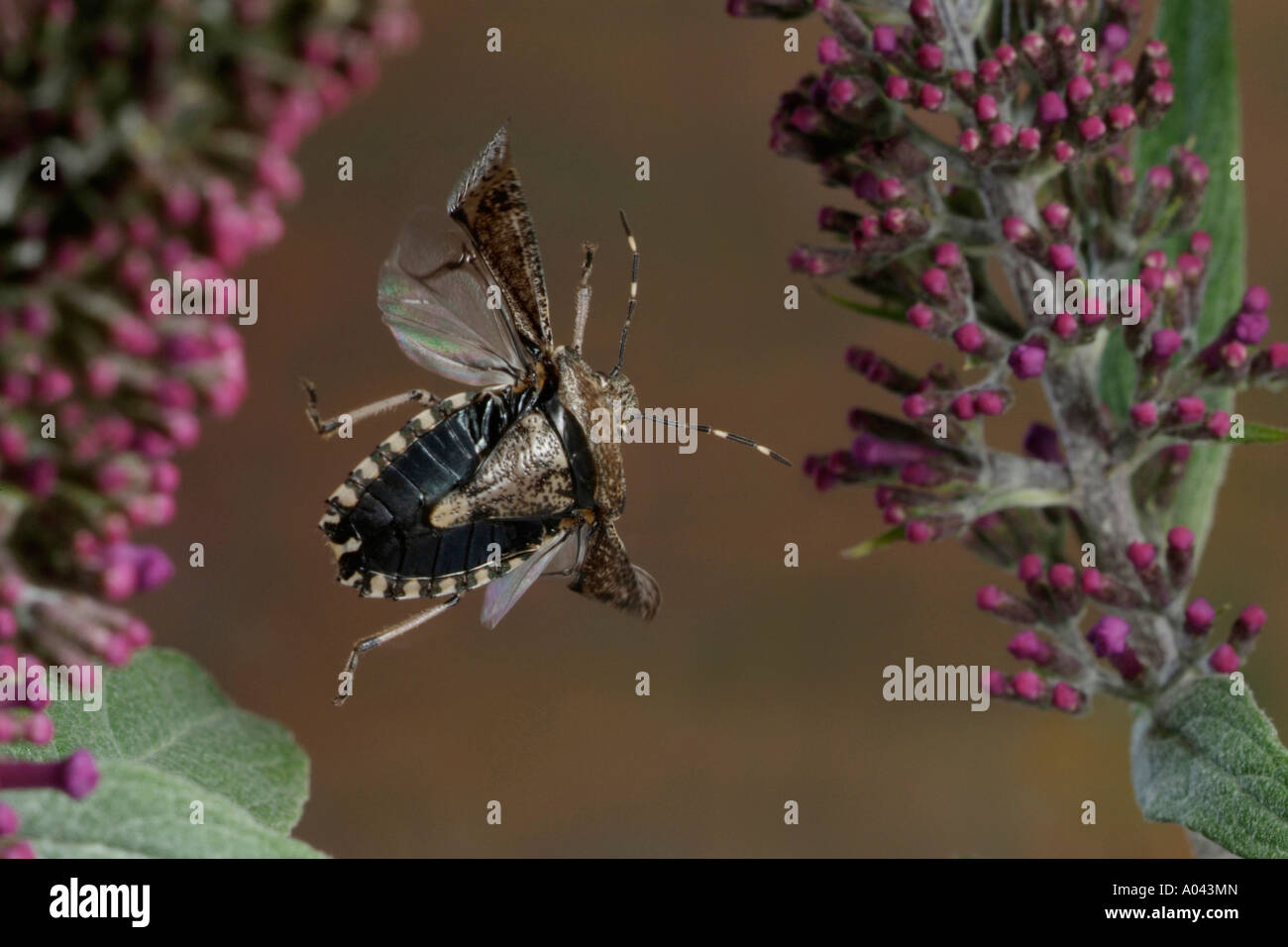 Shield Bug (Rhaphigaster nebulosa Stock Photo - Alamy