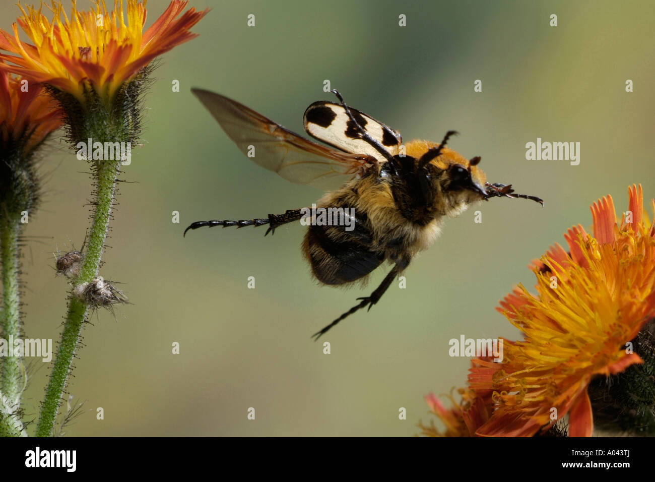 Bee beetle (Trichius fasciatu Stock Photo - Alamy