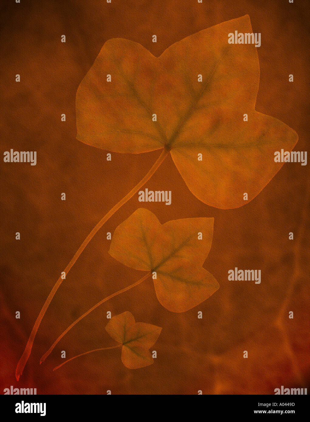 Autumn coloured Ivy leaves Stock Photo - Alamy