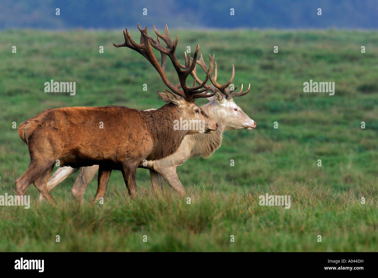 Horizontal format brown hi-res stock photography and images - Alamy