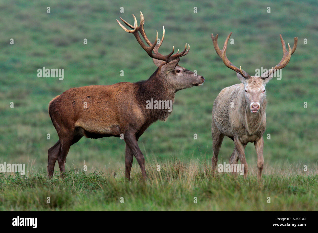 Horizontal format brown hi-res stock photography and images - Alamy