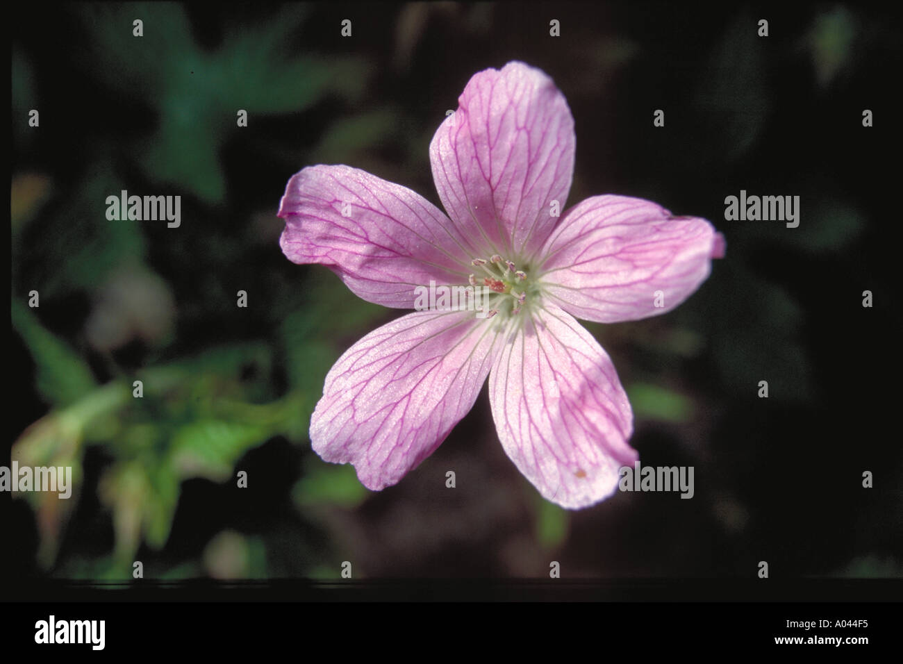 LILAC WHITE SINGLE FLOWER Stock Photo - Alamy