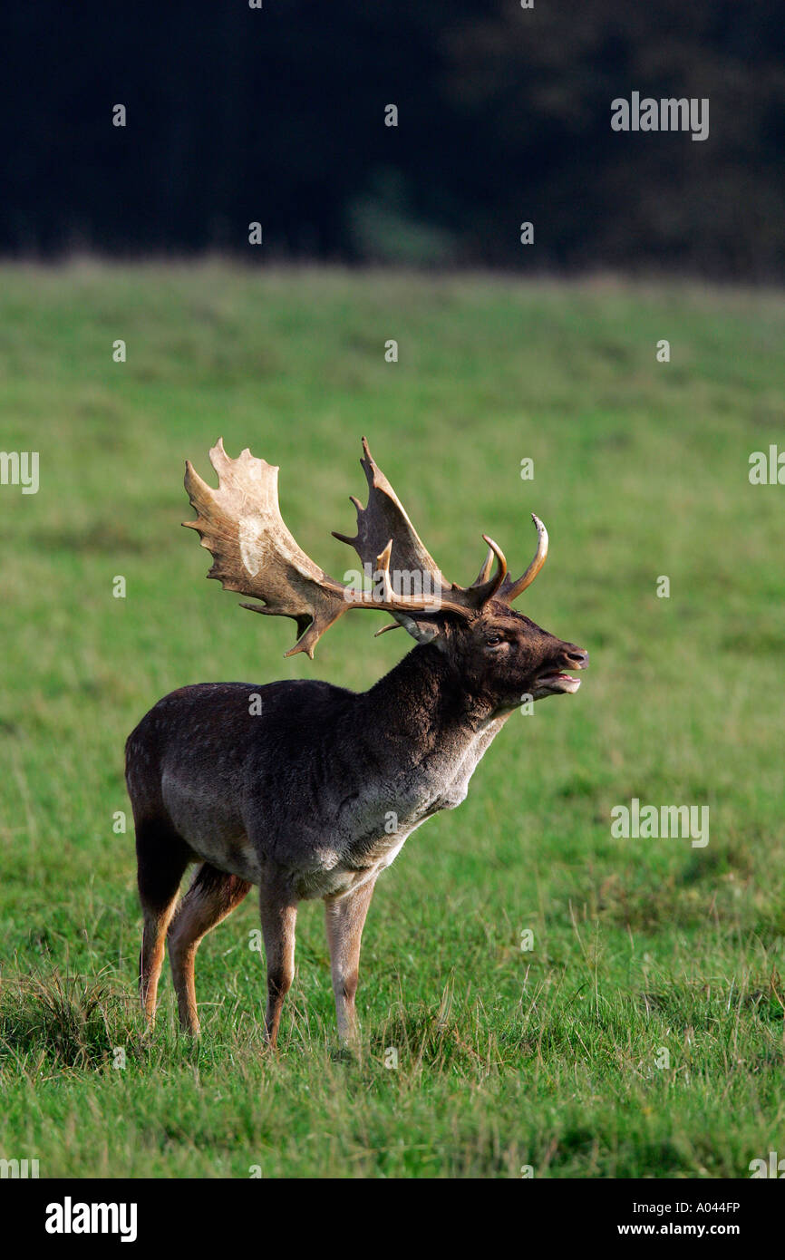 Belling Fallow Deer during the rut - male (Cervus dama) (Dama dama ...