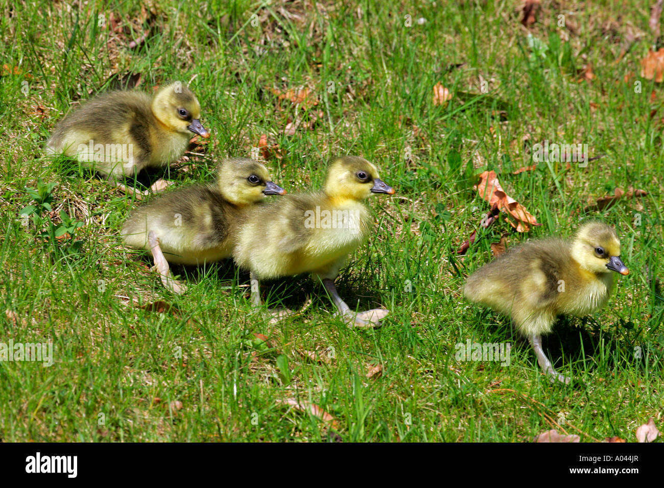 Graylag Goose chicks Grey Lag Goose chicks (Anser anser Stock Photo - Alamy