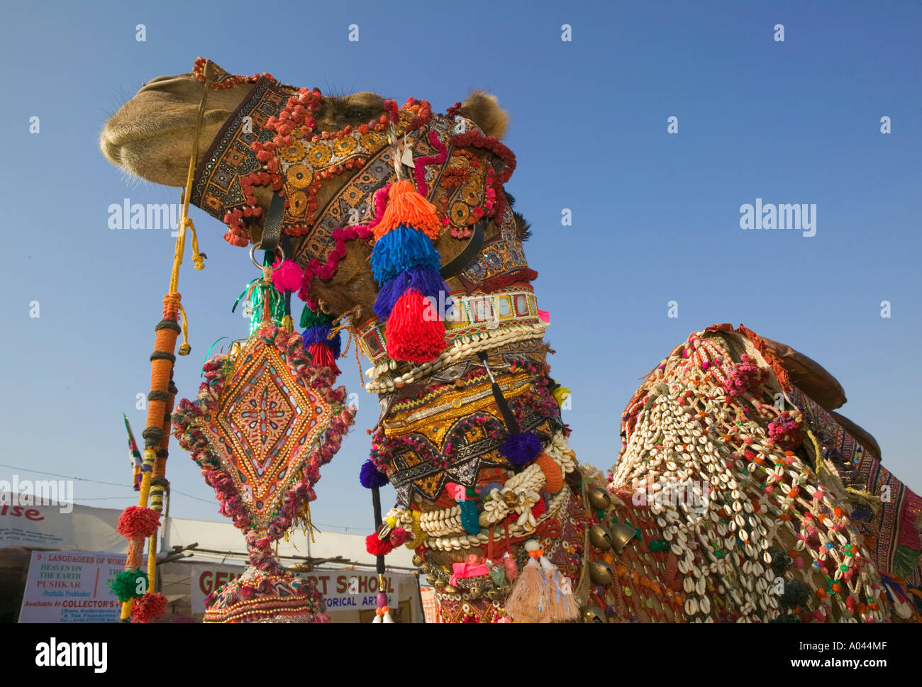 Pushkar Camel Fair, Pushkar, Rajasthan, India Stock Photo - Alamy