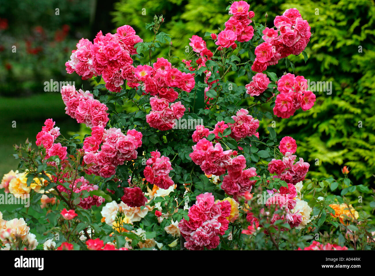Roses Rose (Rosa Pink Emely Stock Photo - Alamy