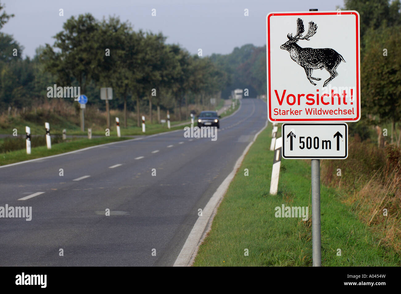 Warning Sign Fallow Deers crossing the Road during the rut (Cervus dama ...