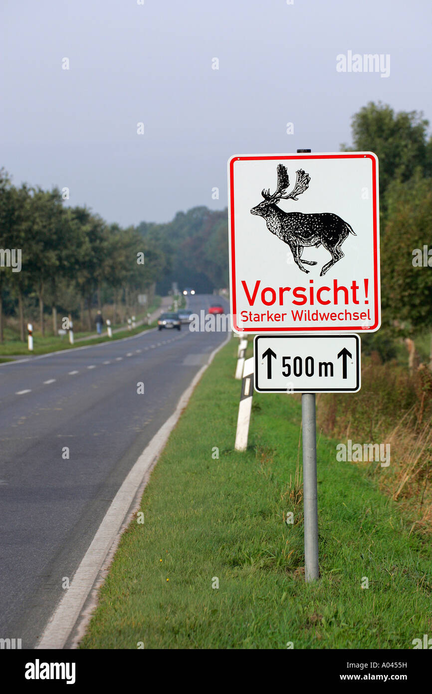 Warning Sign Fallow Deers crossing the Road during the rut (Cervus dama ...