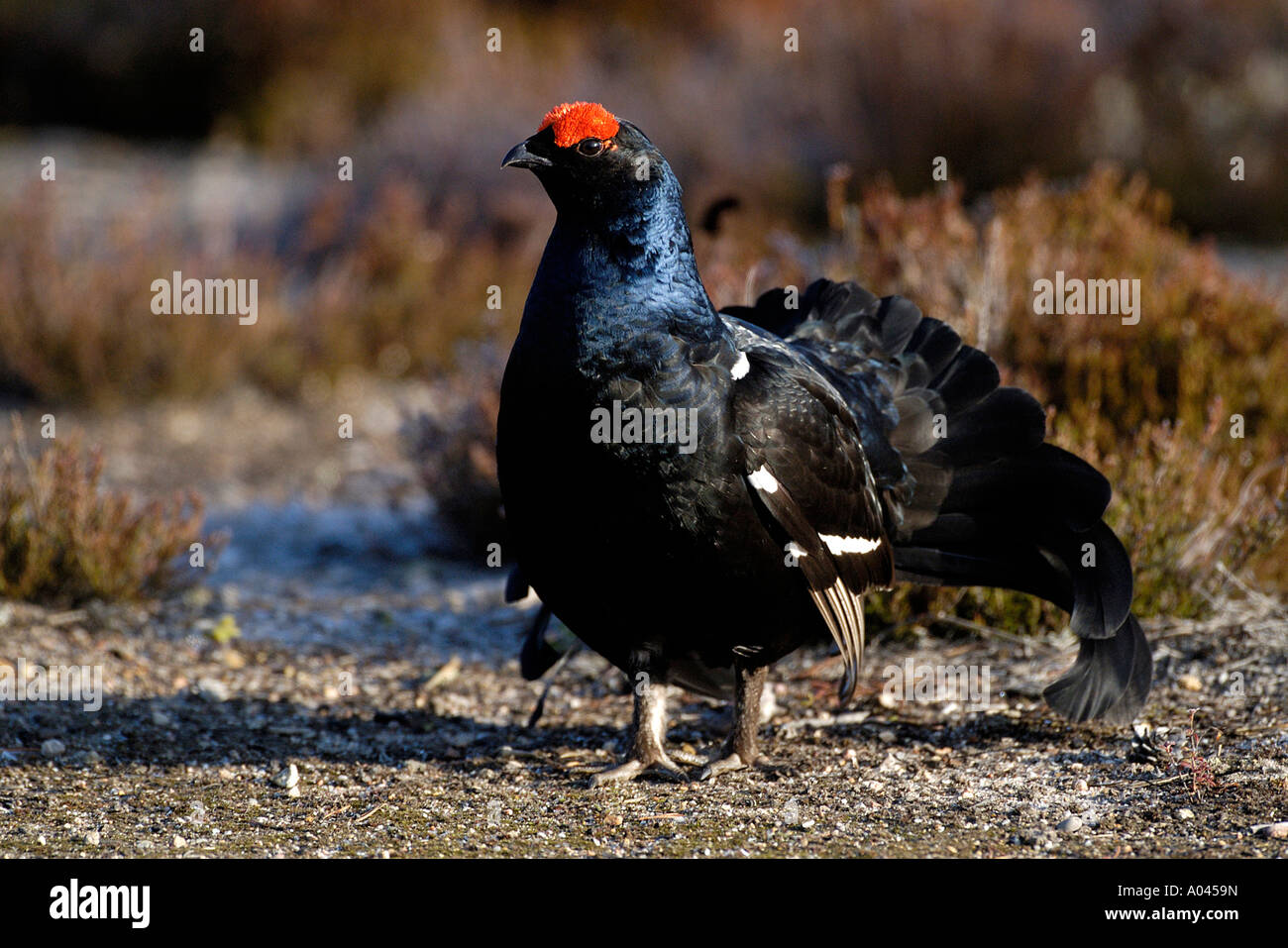 Black Grouse (Lyrurus tetrix, Tetrao tetrix Stock Photo - Alamy