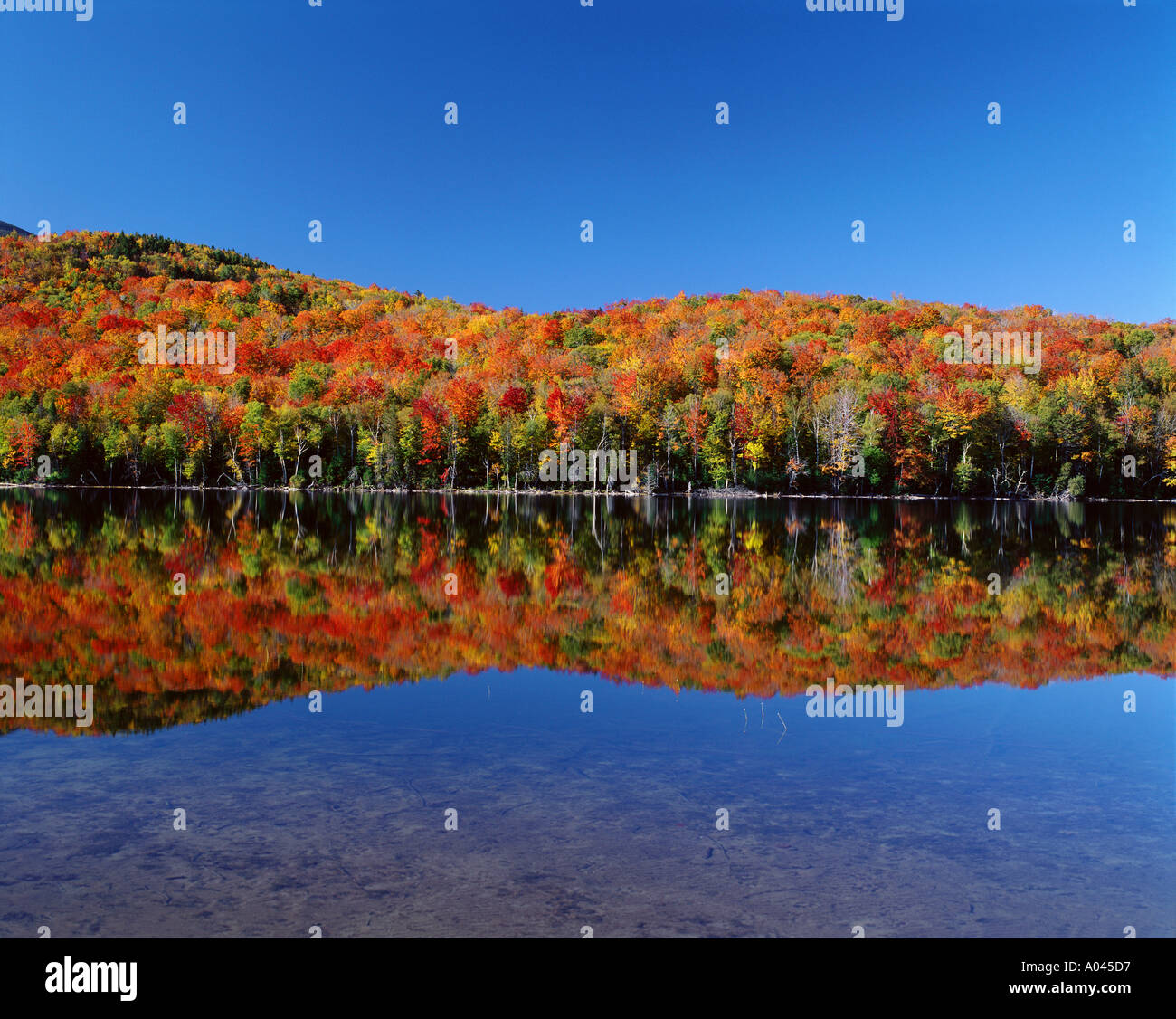 USA New York Adirondack State Park Heart Lake Reflection of autumn ...