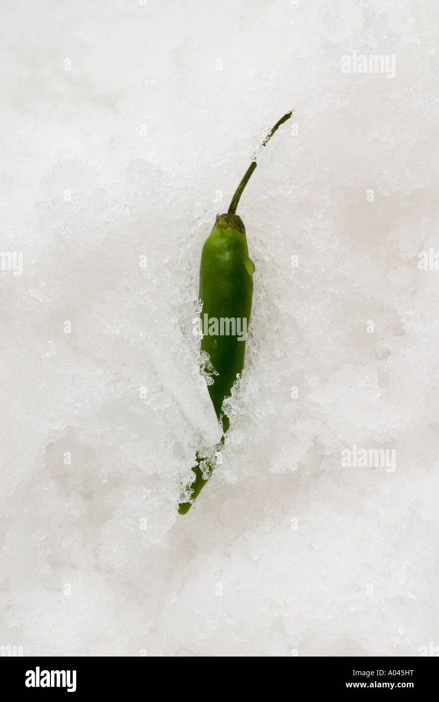 green chilly in ice Stock Photo - Alamy