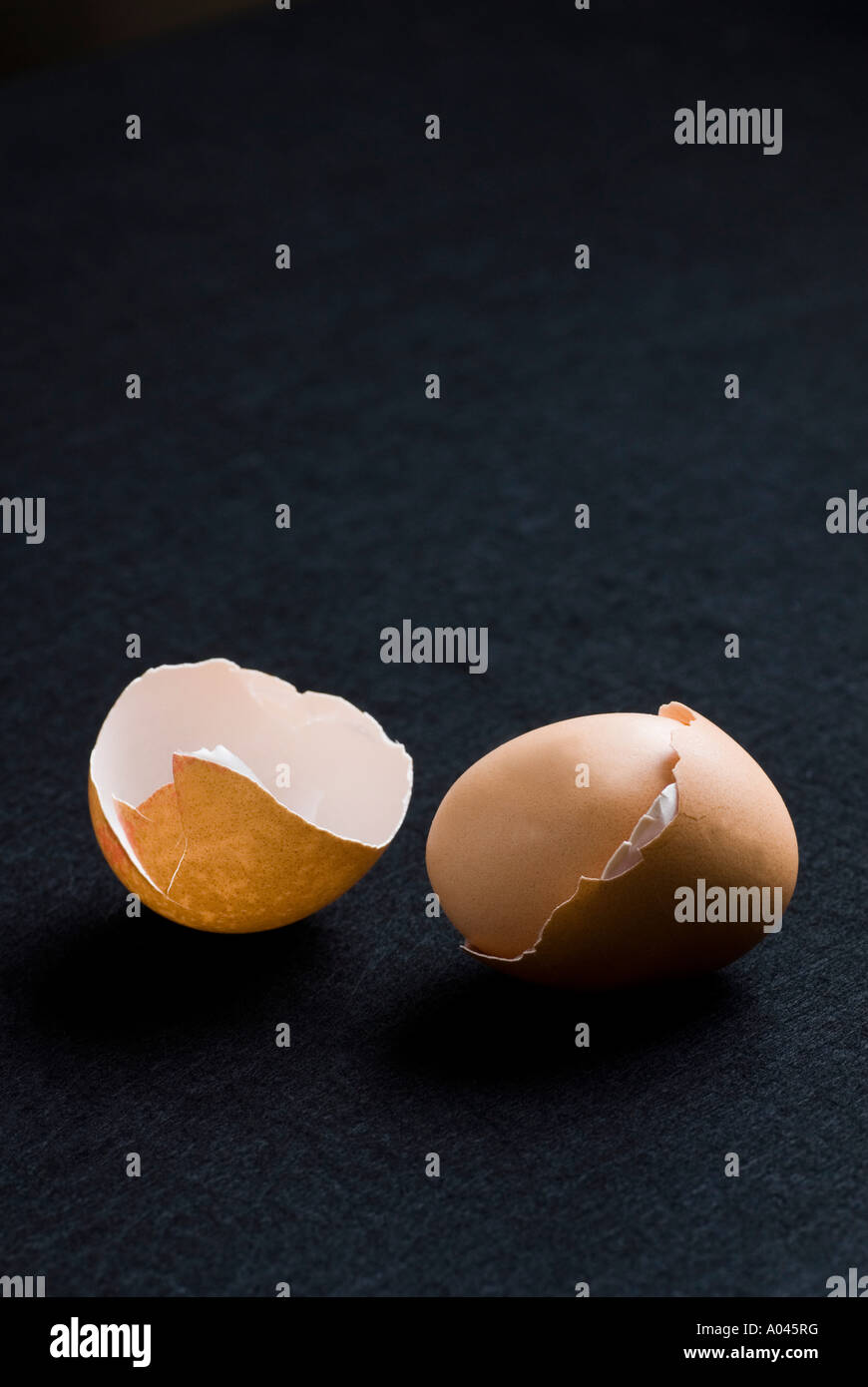 Inside Its Shell High Resolution Stock Photography and Images - Alamy