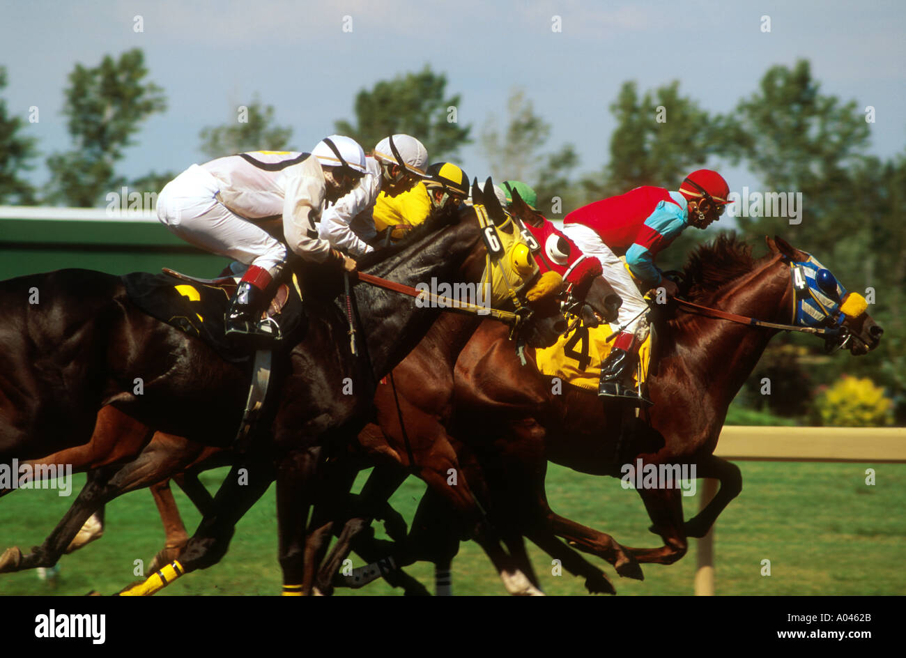 Thoroughbred horse race hi-res stock photography and images - Alamy