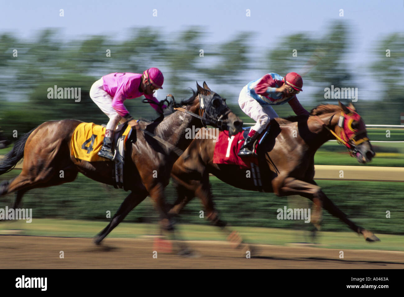 Horse quest hi-res stock photography and images - Alamy