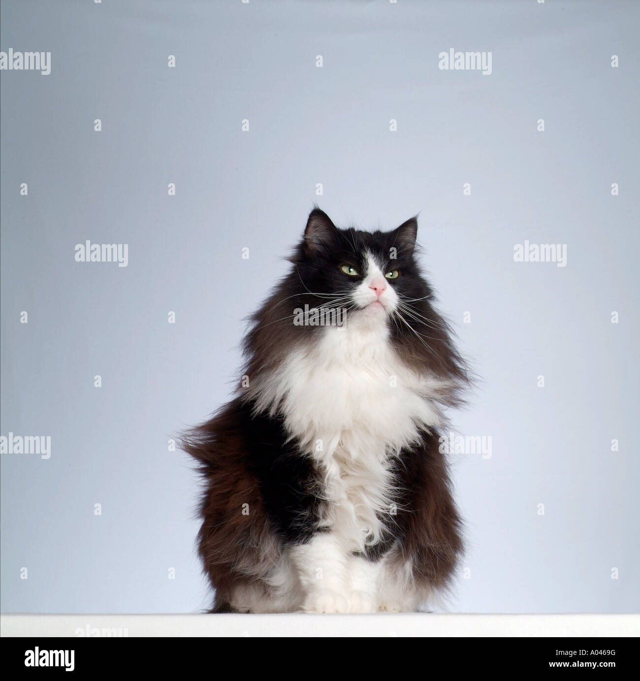 Woolly cat hi-res stock photography and images - Alamy