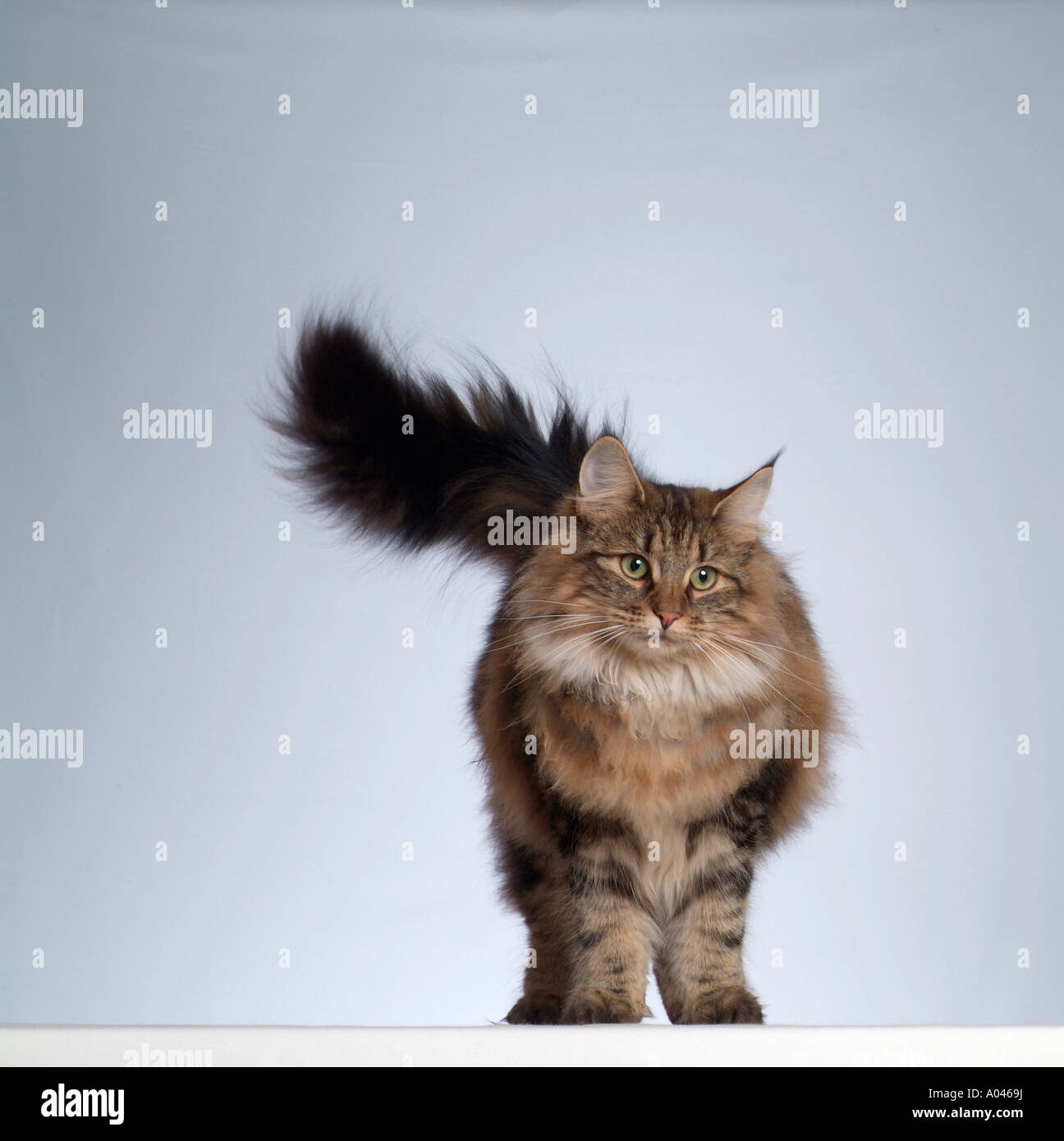 Woolly cat hi-res stock photography and images - Alamy