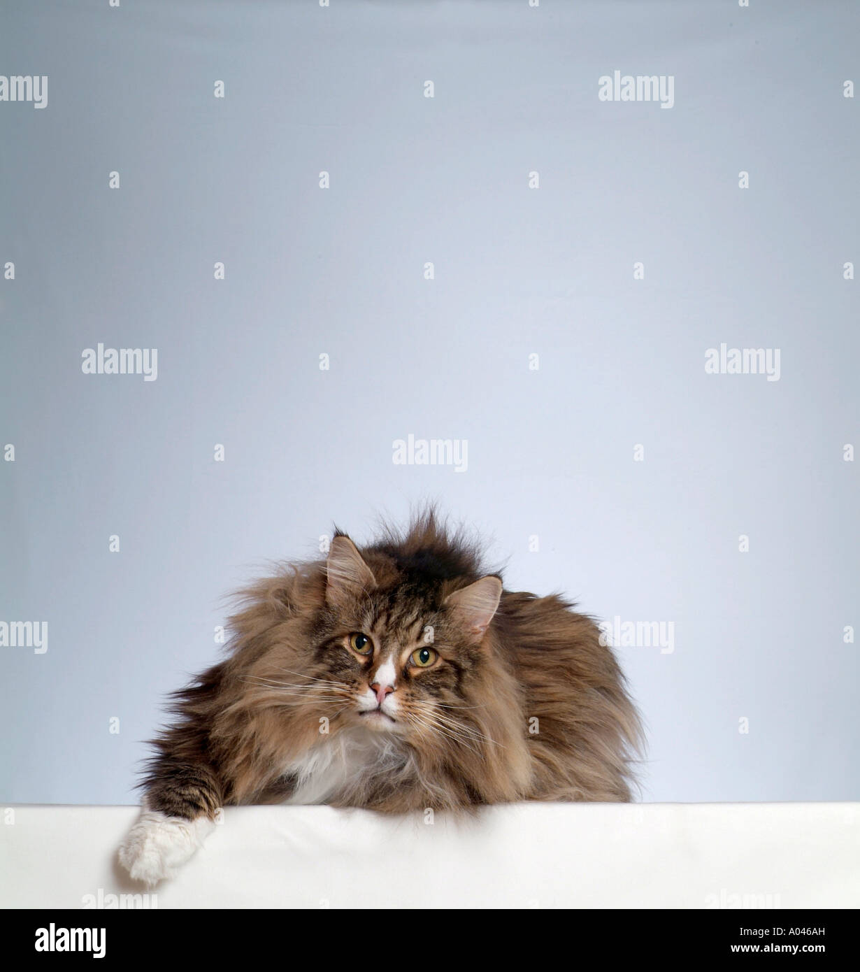 Woolly cat hi-res stock photography and images - Alamy