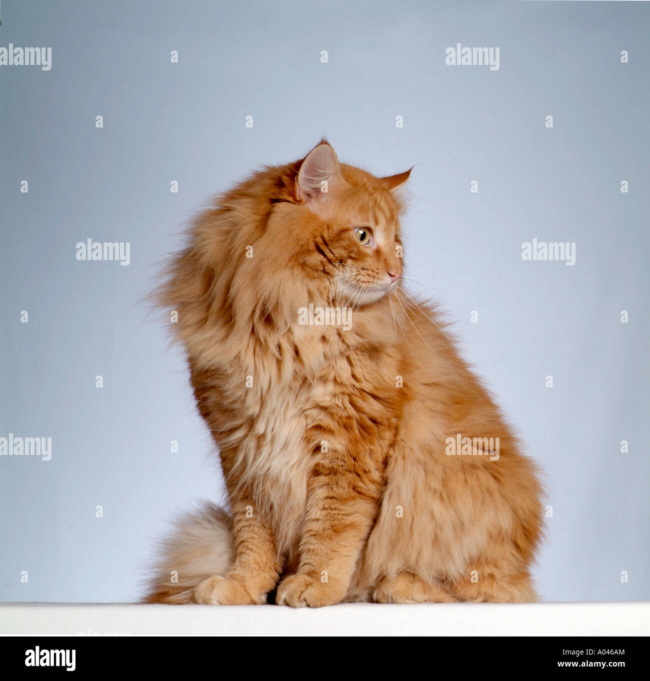 Swedish cat hi-res stock photography and images - Alamy