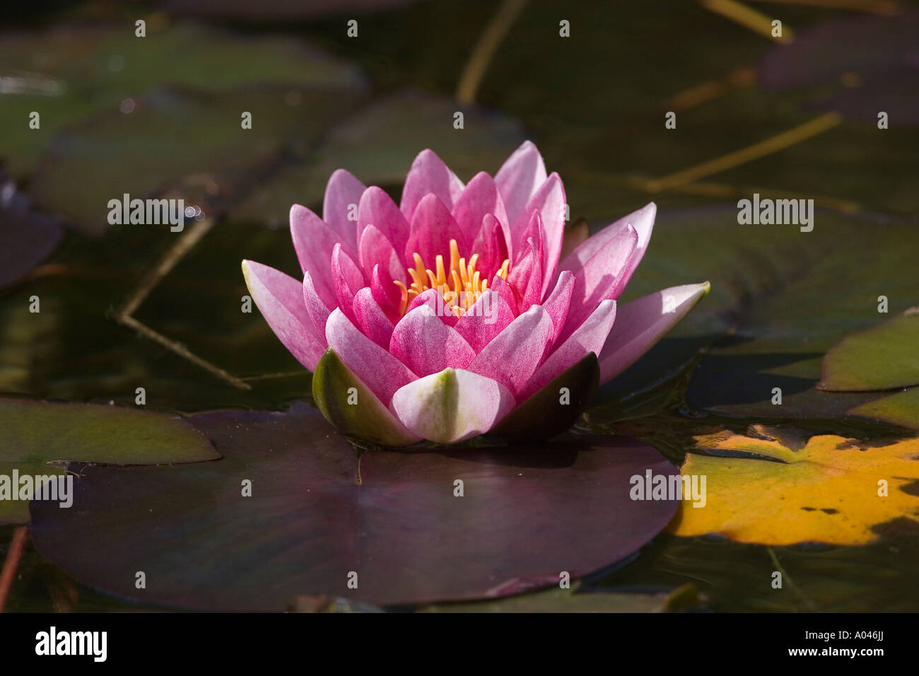 Water lily Nymphaea hybrid Stock Photo - Alamy