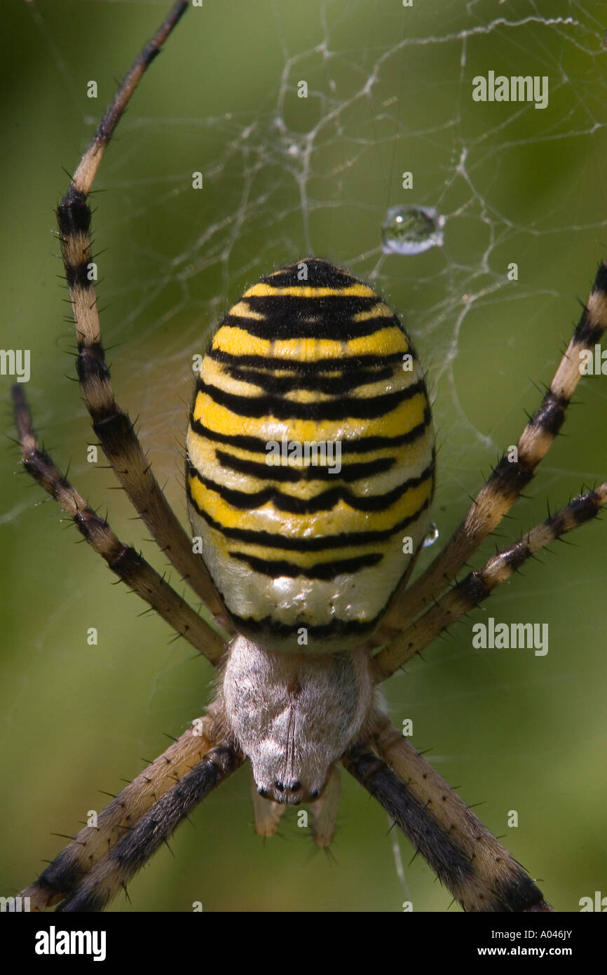 Wasp spider Argiope bruennichi Stock Photo - Alamy