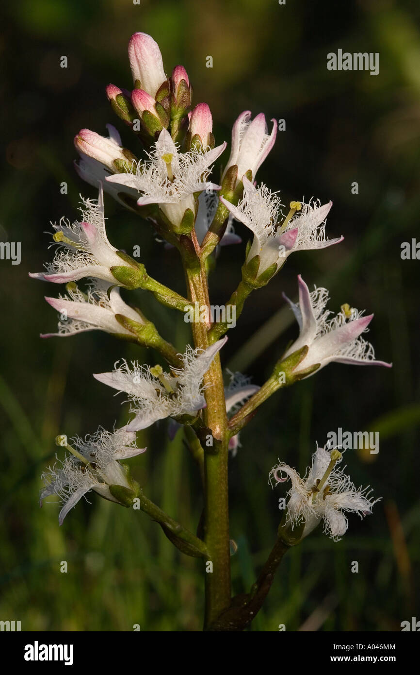 Bogbean hi-res stock photography and images - Alamy